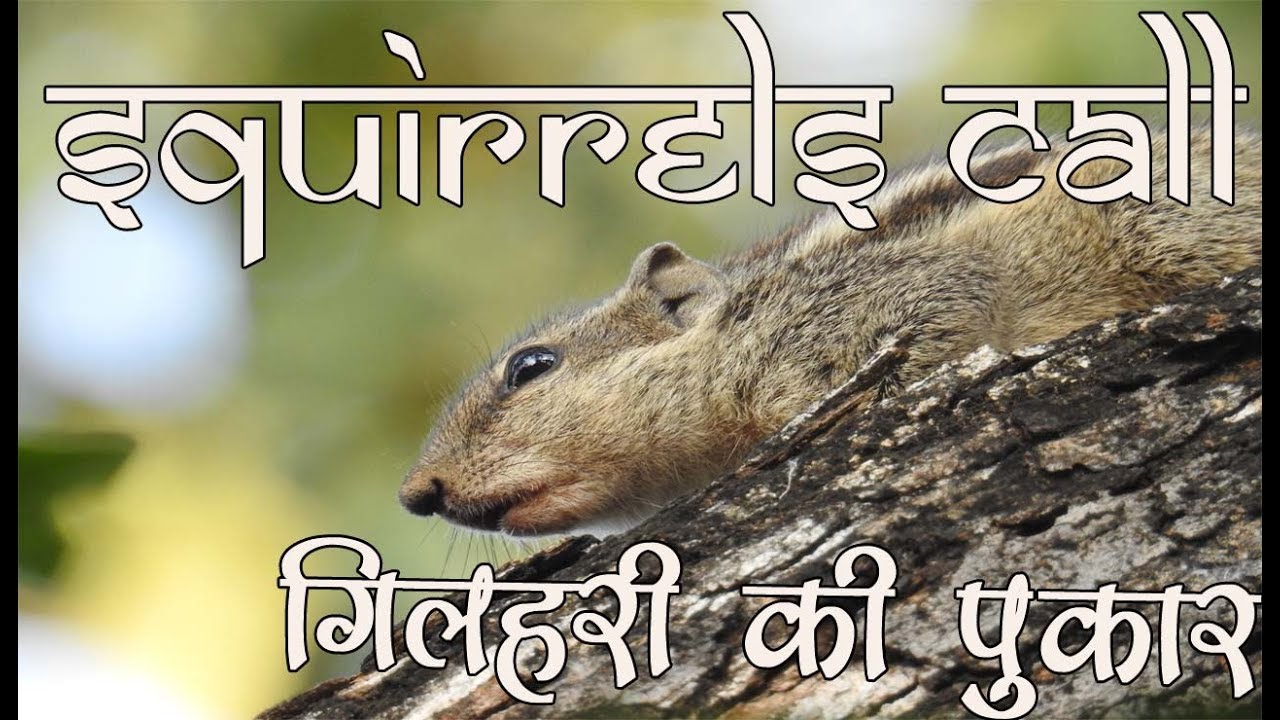 Gilhari ki awaz| गिलहरी की पुकार | Squirrel Chirping| - YouTube