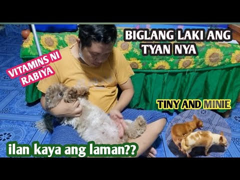 VITAMINS NG ASONG BUNTIS.RABIYA MALAPAIT NANG MANGANAK. - YouTube