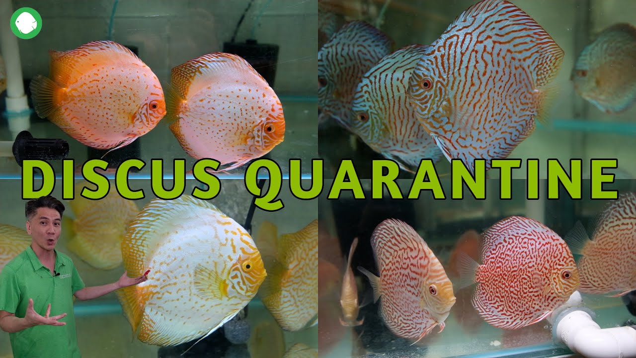 Lots Of New Discus At OZ Discus Quarantine | Super Jumbo Yellow ...