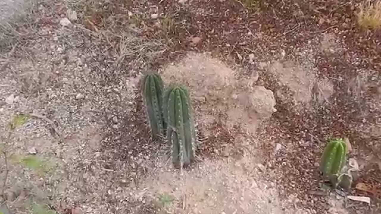 PT 2 OCOTILLO PLANTING DESERT CACTUS TOTEM POLE SAN PEDRO PERUVIAN ...