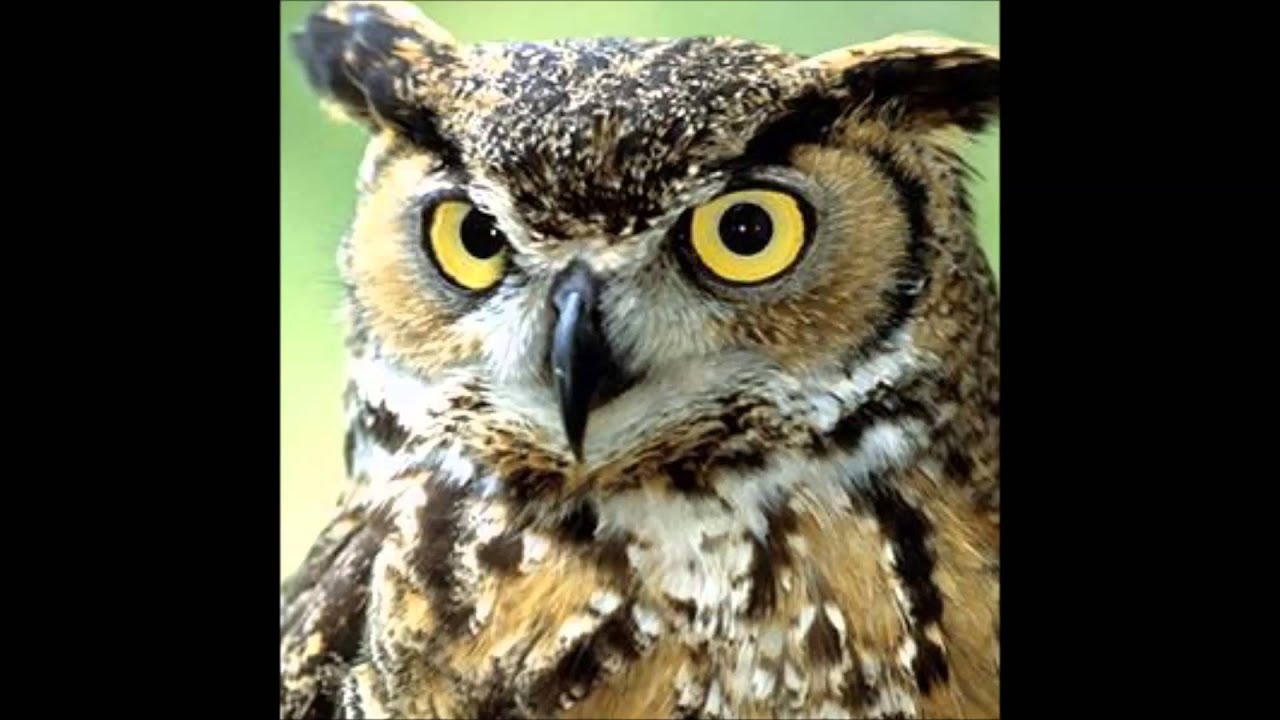 Great Horned Owls - Territorial Hoot - YouTube