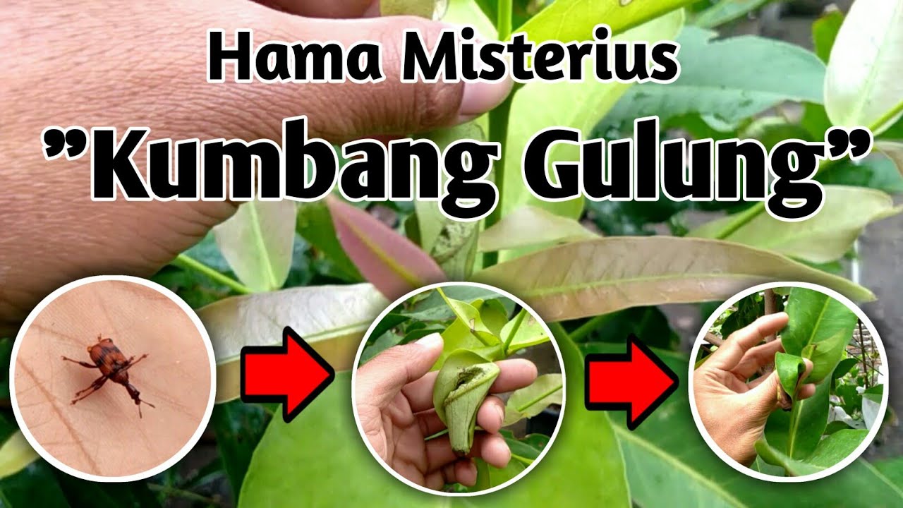 Hama Misterius Jambu Air, KUMBANG GULUNG - YouTube
