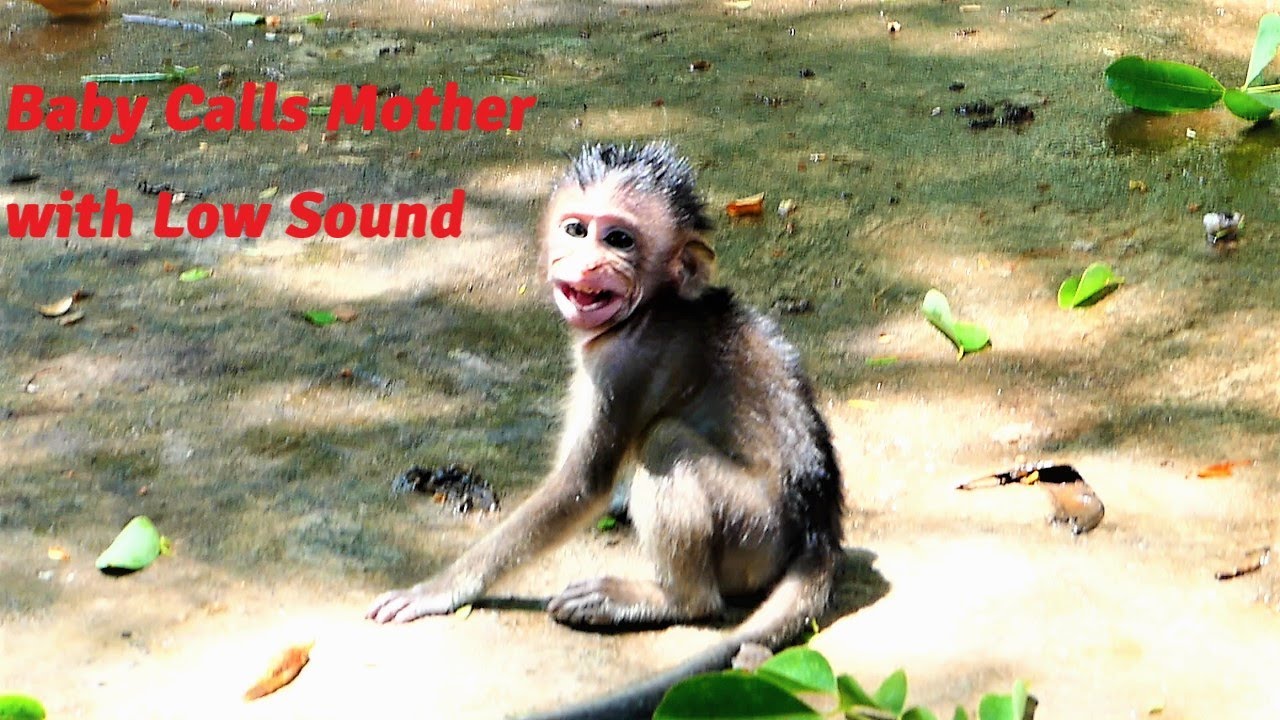 Million Pity! Tiny Baby Monkey Is Almost Unconscious and Screams With ...