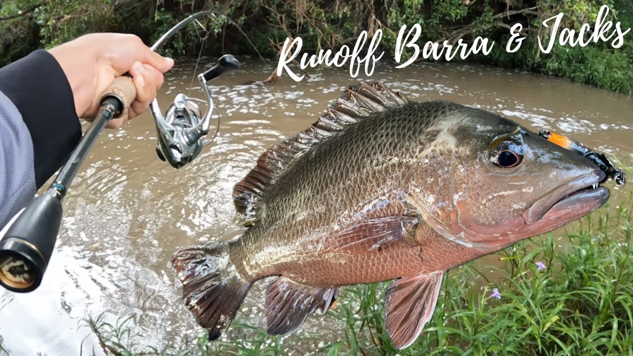 Fishing for Mangrove Jack & Barramundi in the Freshwater Runoff - YouTube