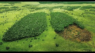 Planting trees abroad - Gift a Tree