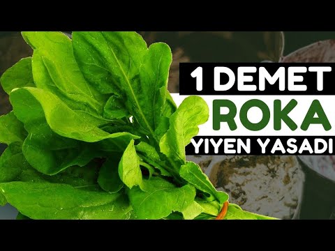 Her Gün Roka Yemek Vücudunuza Vücudunuza Bunları Yapıyor | Rokanın Faydaları nelerdir?