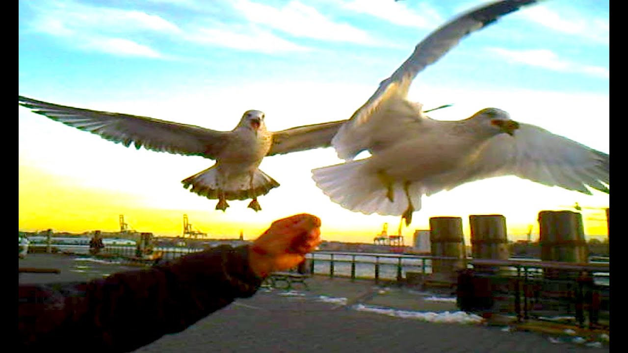 Battery Birds - YouTube