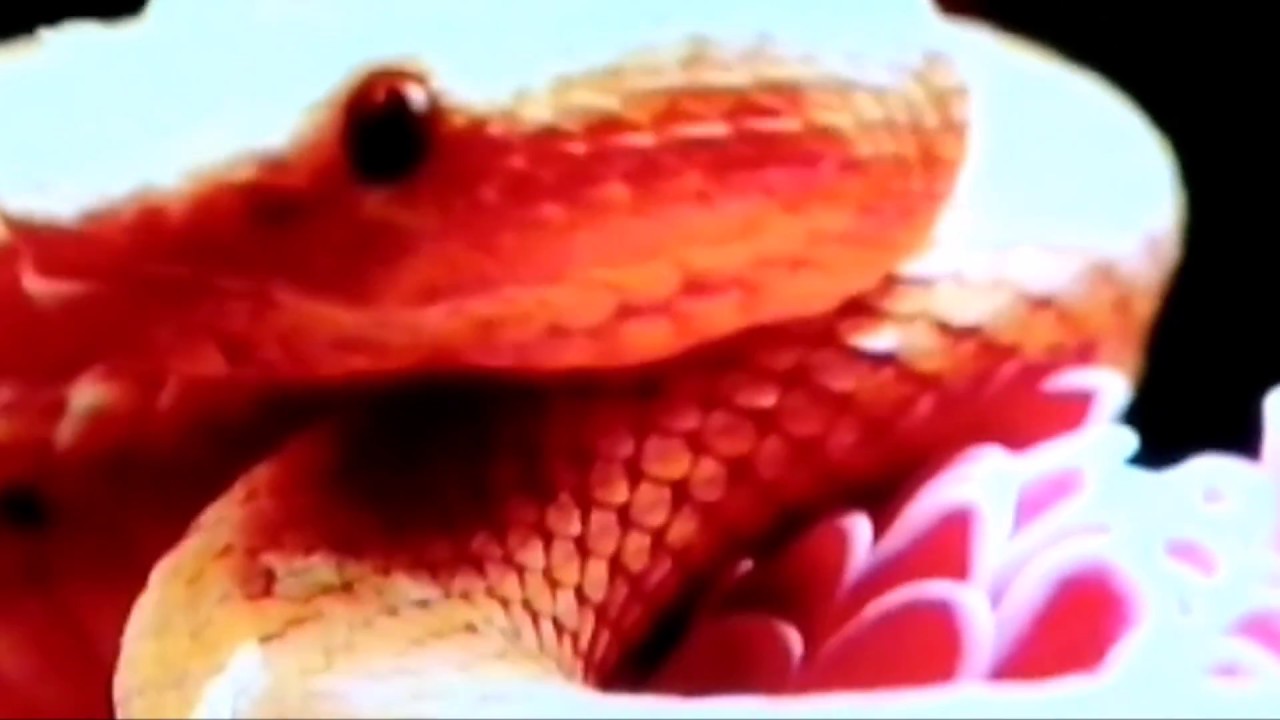 Snake Laying Babies - Laying Egg - Catch Hunt - It's Amazing video ...