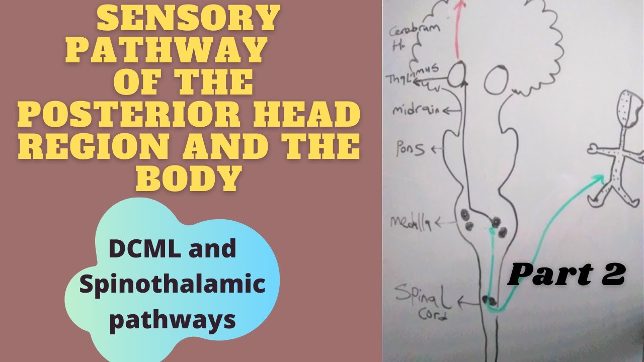 Sensory Pathways part 2 (DCML & Spinothalamic pathways) - YouTube