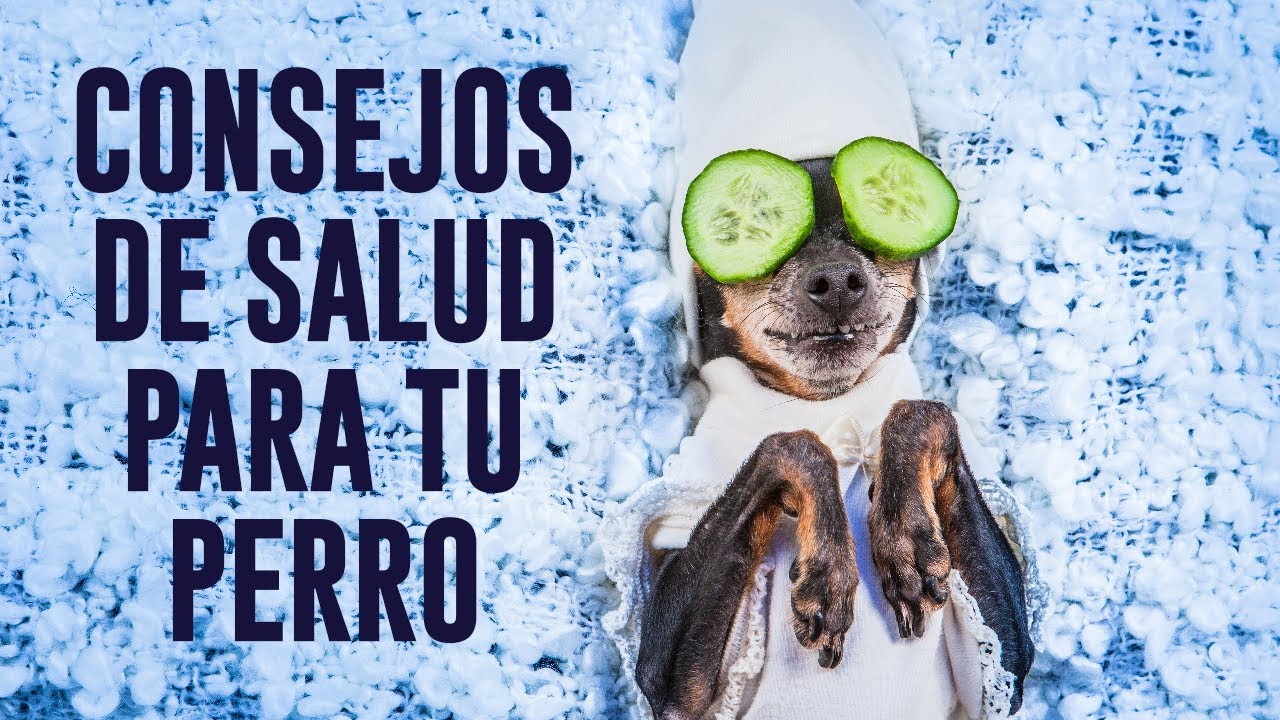 9 Consejos Para Ayudar a Mantener a Tu Perro Saludable | Trucos Para La ...