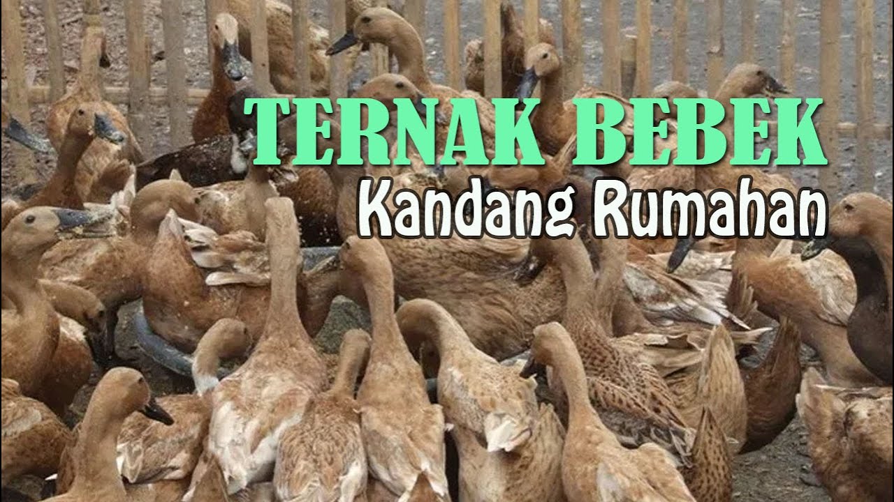 Cara Ternak Bebek untuk Pemula Kandang Rumahan - Ternak Bebek Modal 2 ...