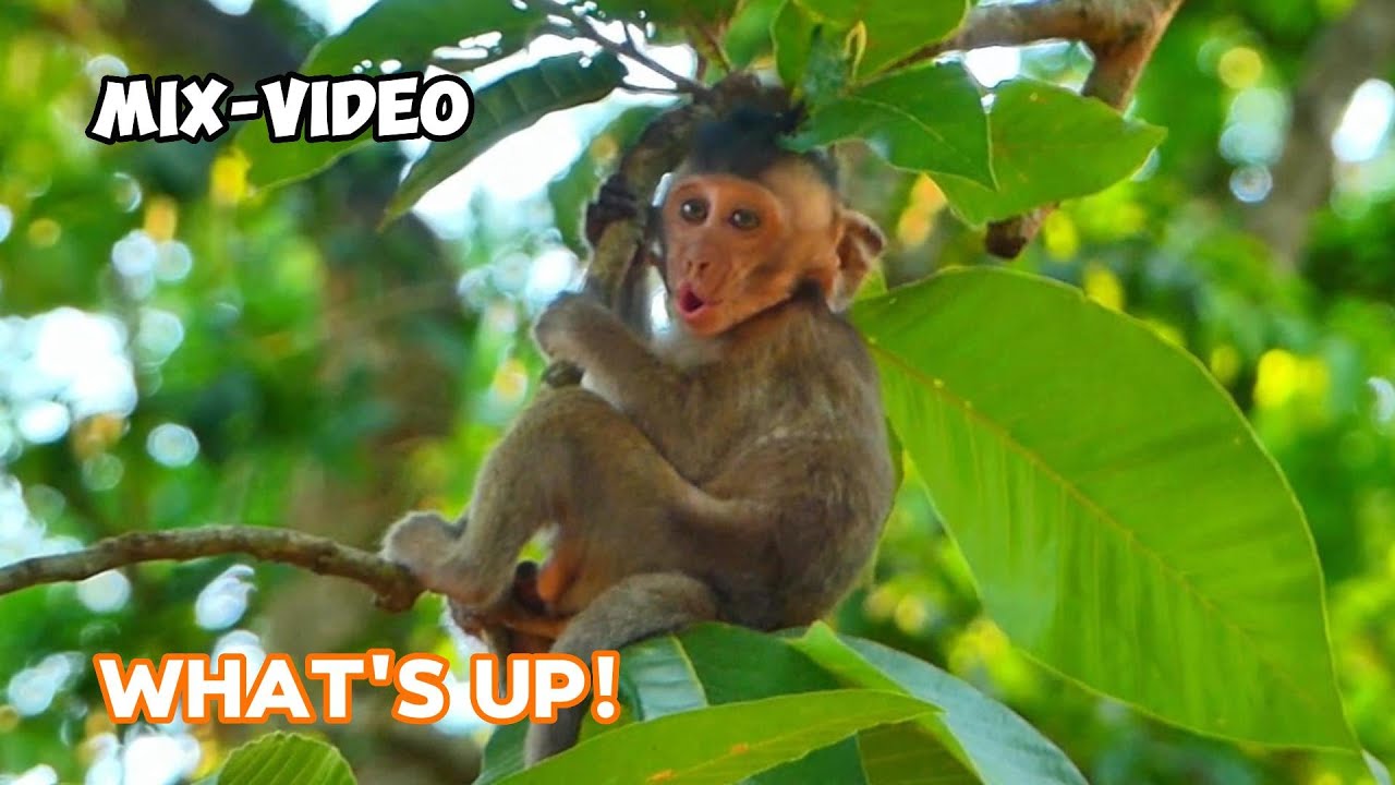 The Best Mix! Adorable Baby Monkey Moments All in One, @monkeyscorner ...