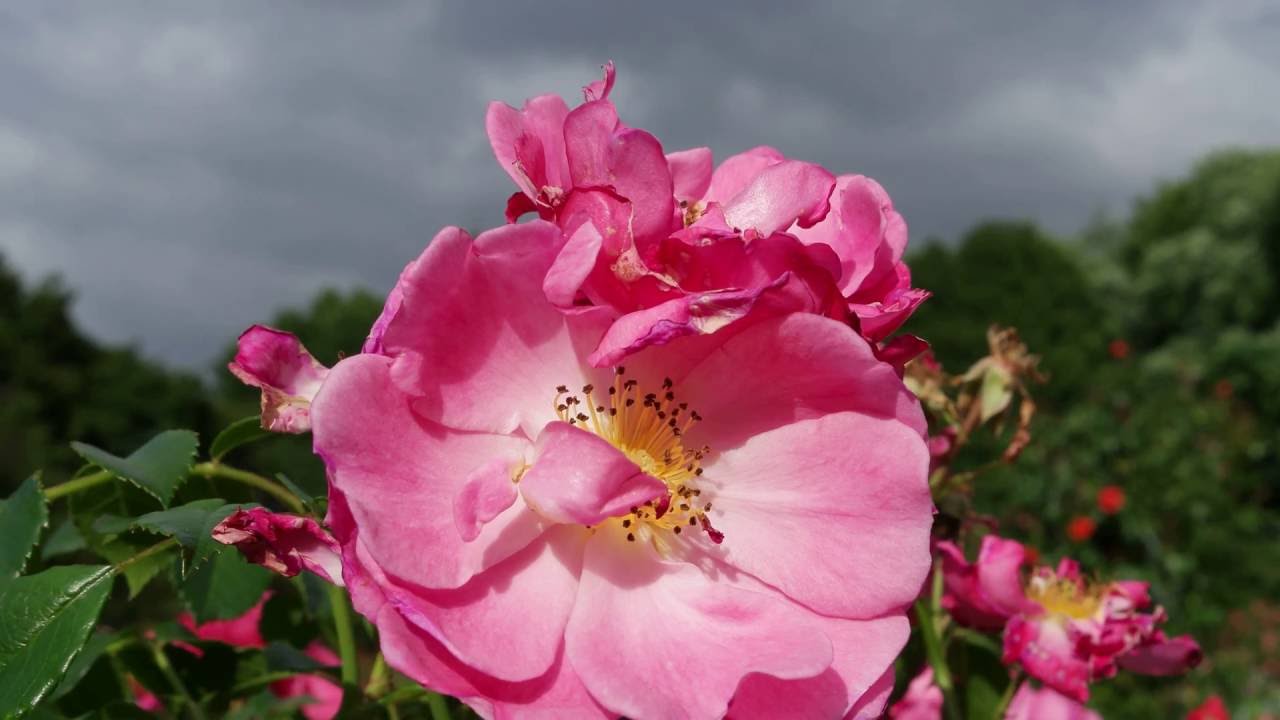 4k HH Roses in CityPark June 2016 - YouTube