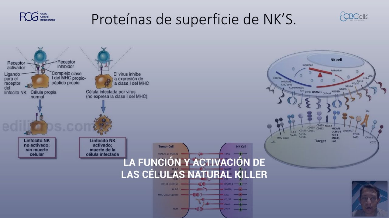la función y activación de las células natural killer 🧬 - YouTube