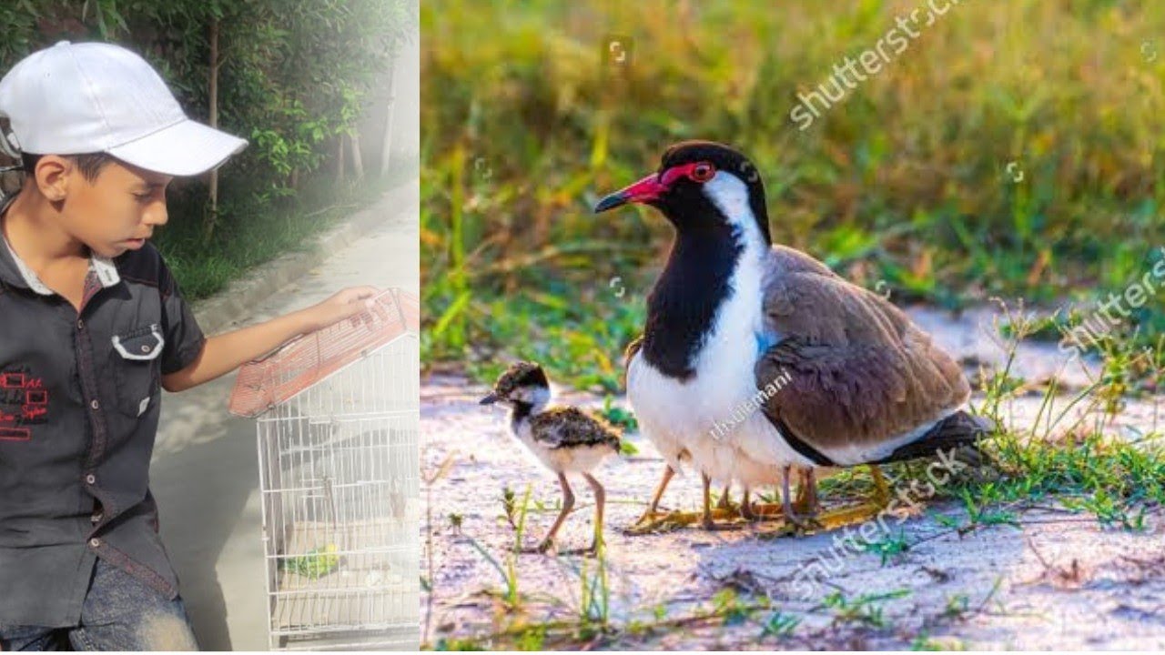 tatiri ke cute chicks mily humain (red wattled lapwing ke cute chicks ...