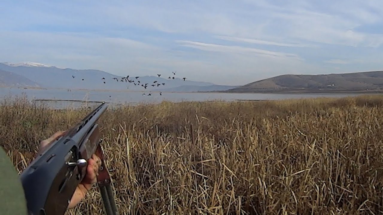 Κυνηγι παπιας στην βεγοριτιδα - Duck Hunting - YouTube