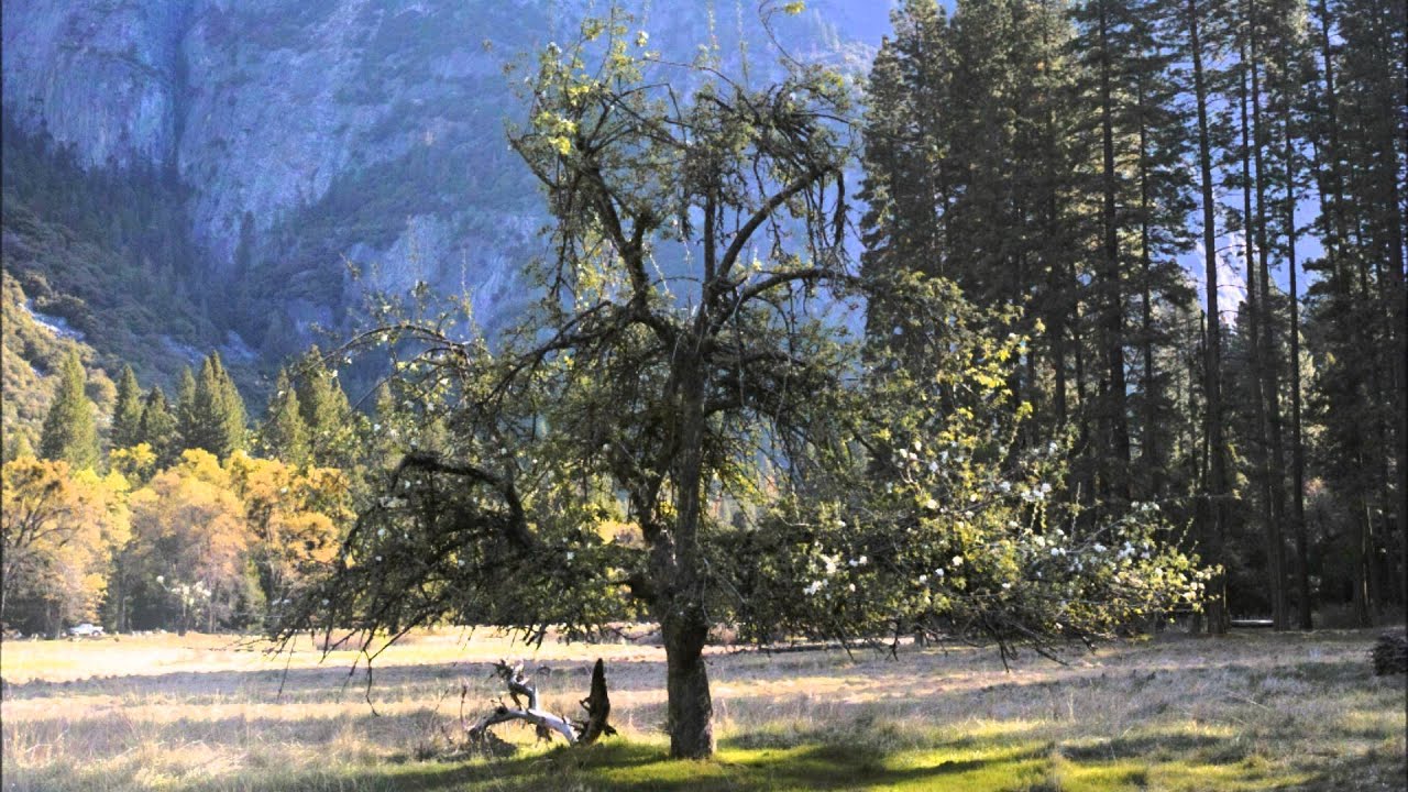 Sequoia and Yosemite National Park Highlights - YouTube