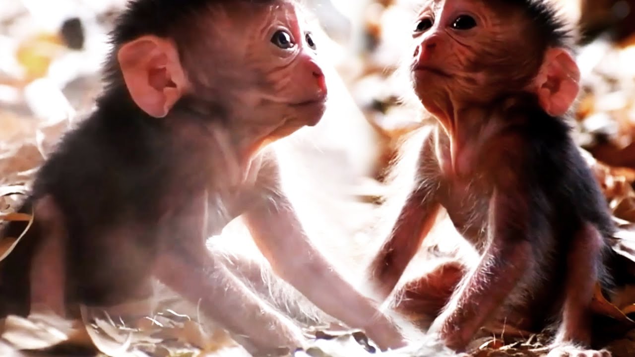 Top Compilation Moments Of the week, Baby Monkey Trying To Request Milk ...