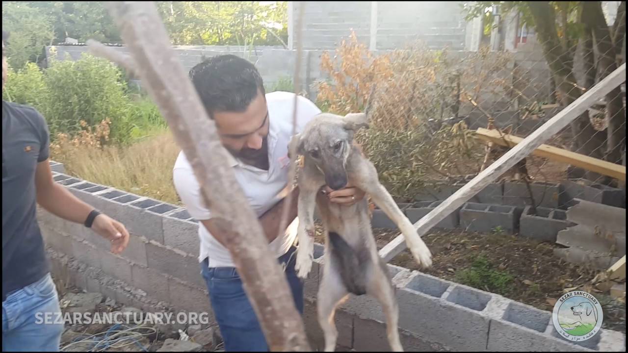 Rescuing a stray dog - YouTube