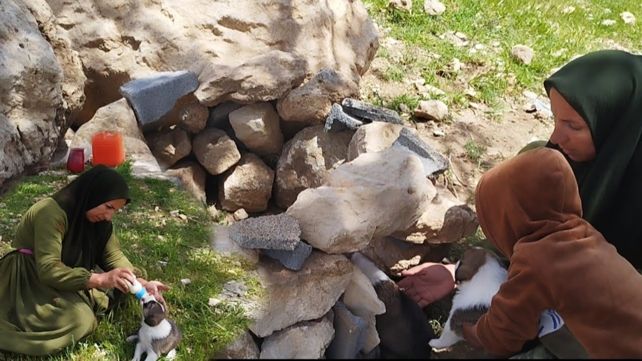 "Furry Angels: Building a Home for Orphaned Pups with Jamileh" - YouTube