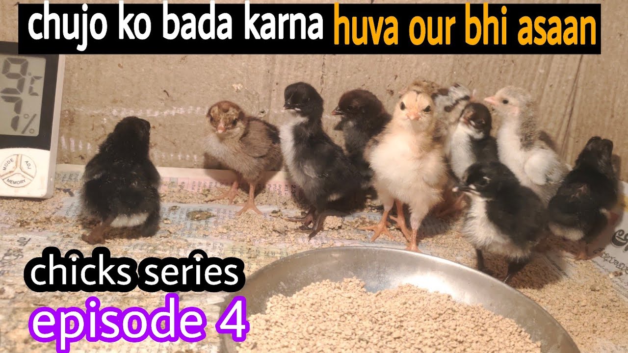 murgi ke chujo ko kaise paale | episode 1 | azmath series - YouTube