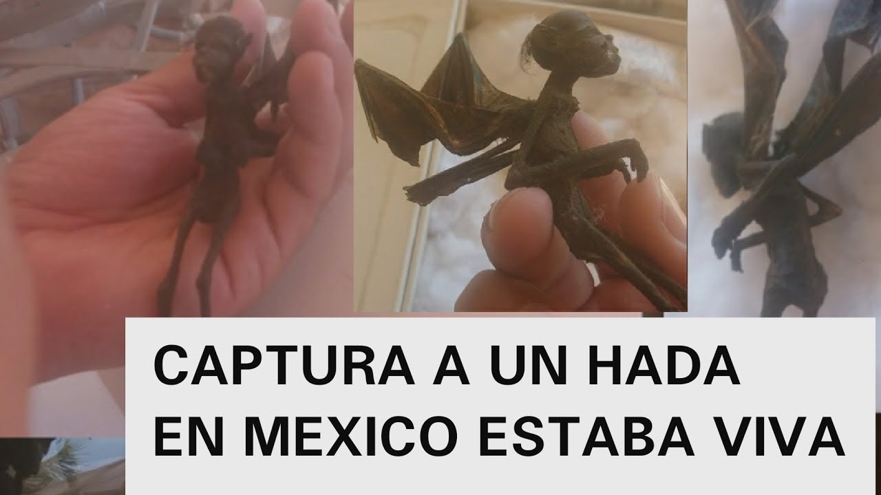 PRIMERAS IMAGENES DE HADA REAL CAPTURADA EN MEXICO PARTE 1 - YouTube