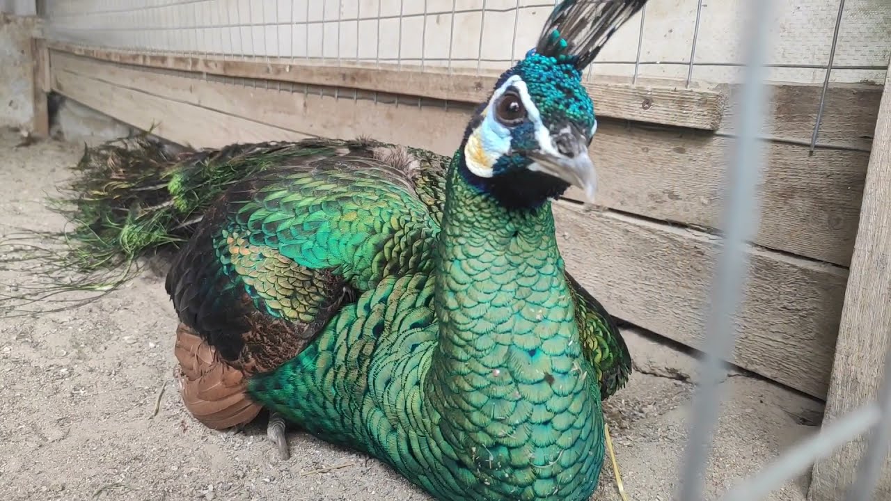 Visit Moldova: Zoo Club Bardar | Place Where You Can Touch and Feed ...