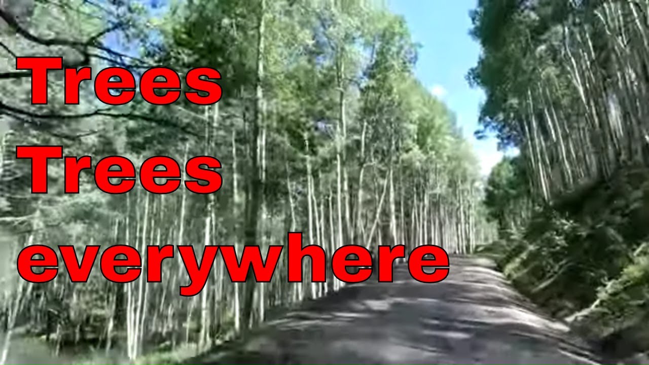 Ohio Pass with Alpine forest near Crested Butte Colorado - YouTube