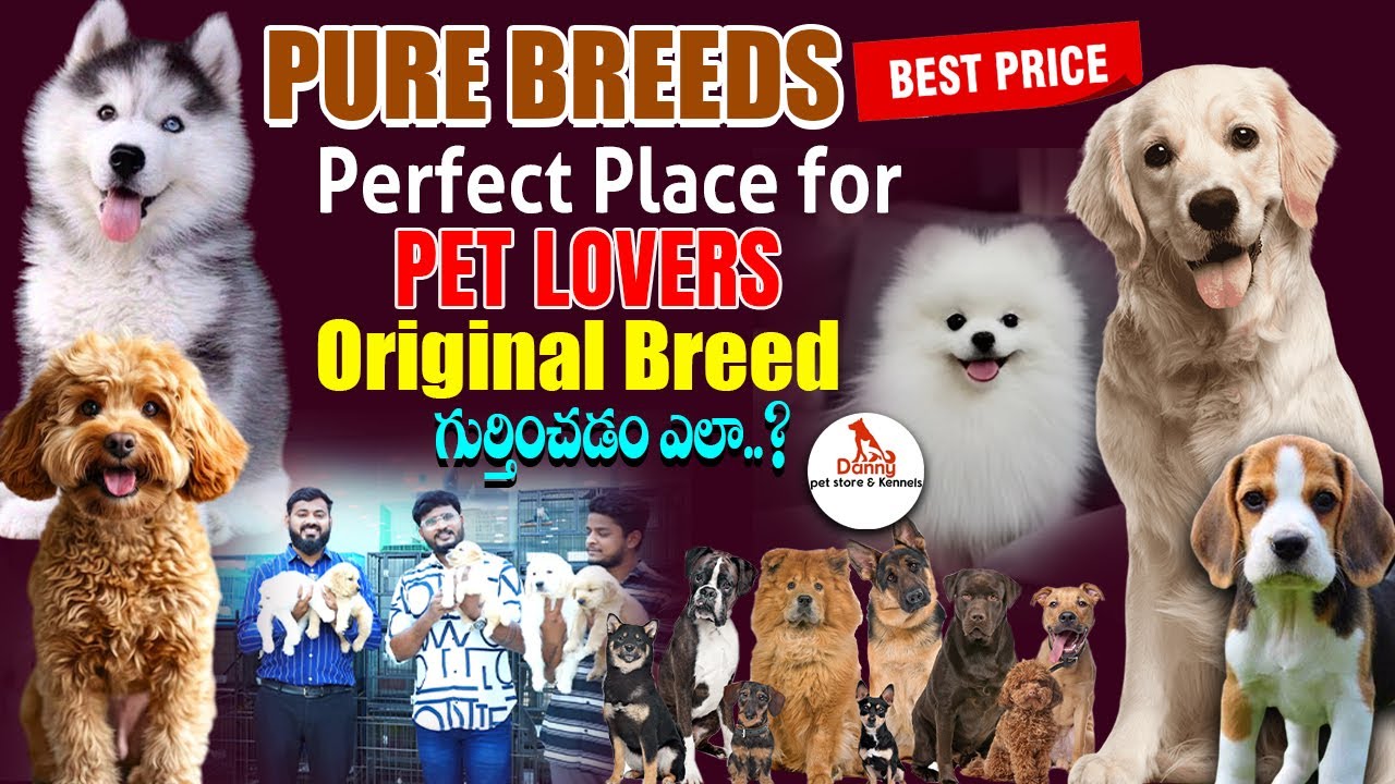 Find Your Perfect Pet Match at Danny Pets & Kennels.. Best Pet Shop in ...