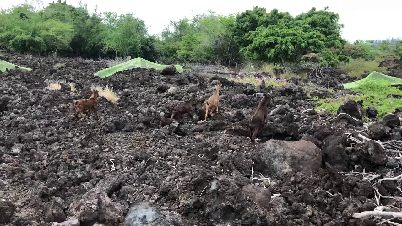 Wild Goats, Kailua Kona end of the world - YouTube