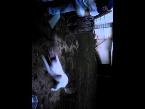 Butch and the weed eater.