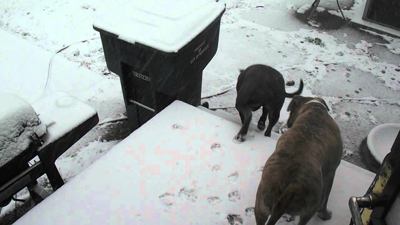 JJ first snow encounter - YouTube