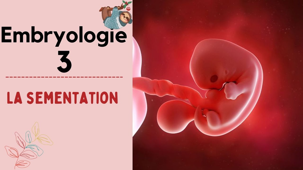 Embryologie -- La Segmentation -- ( 2020 ) شرح بالدارجة - YouTube