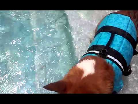 Corgi floating alone in the pool - YouTube