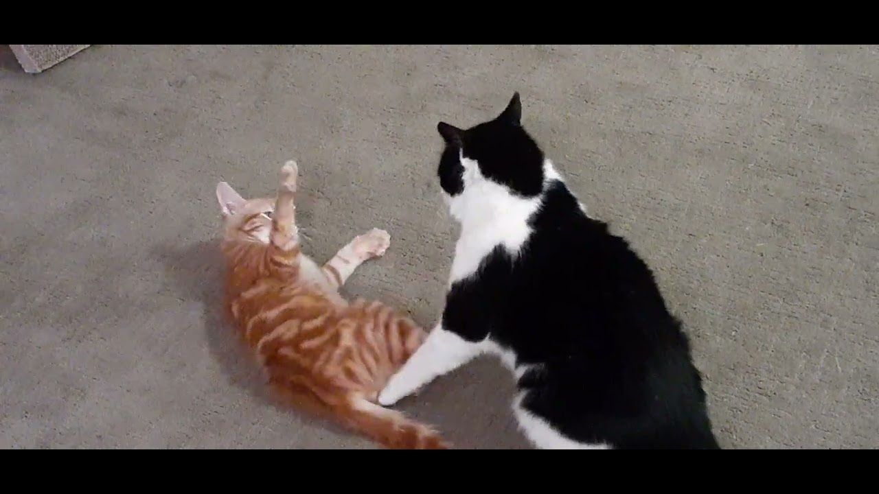 Crazy Cats....Fun Time;) - YouTube