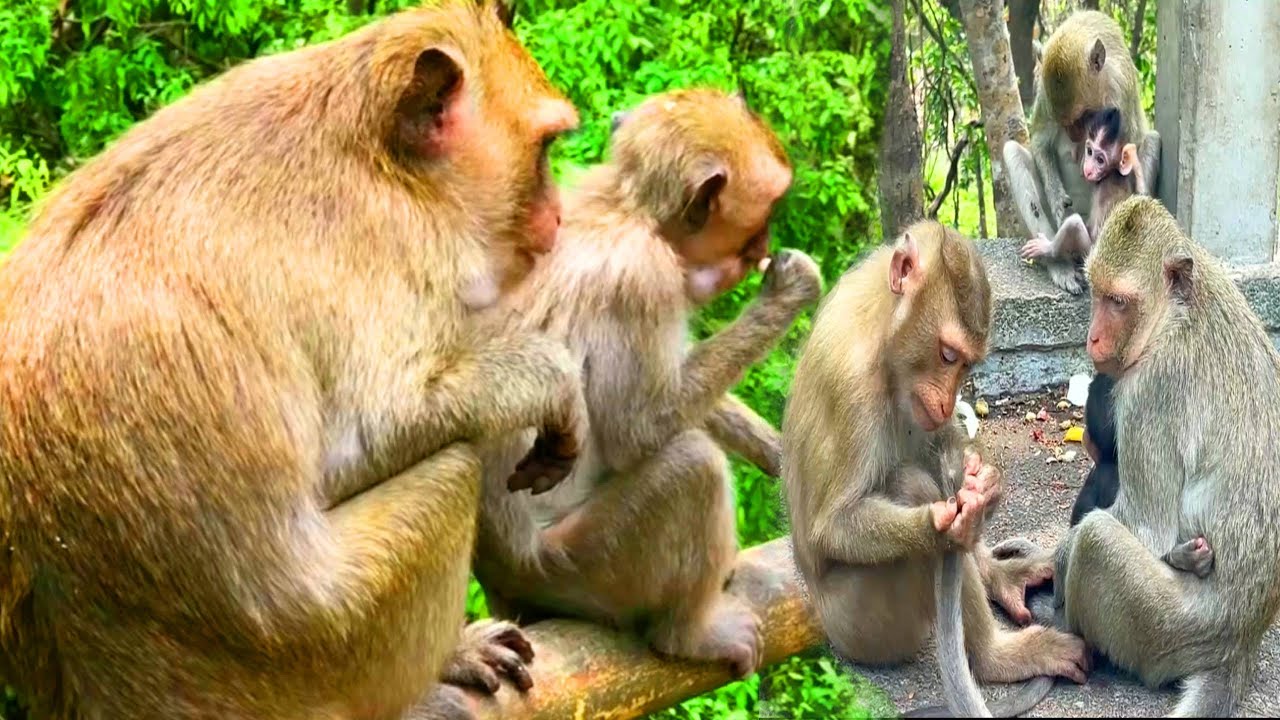 Monkeys that reside in Oudong Mountain and have amazing looks ...