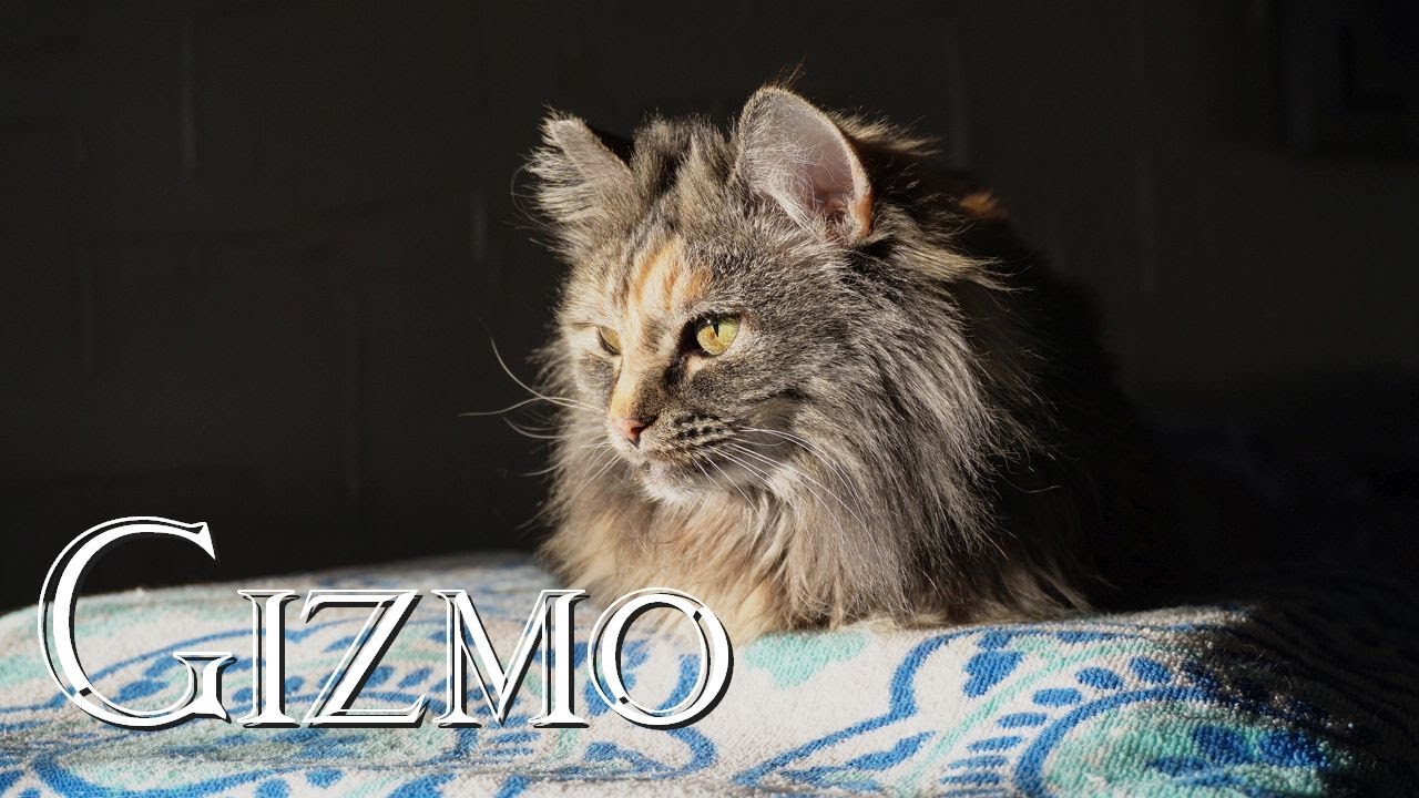 Our Cats: Gizmo - YouTube