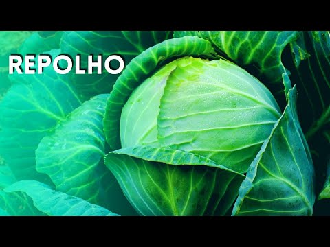 REPOLHO QUAIS SÃO OS SEUS USOS E BENEFÍCIOS? PARA QUE O REPOLHO SERVE ...