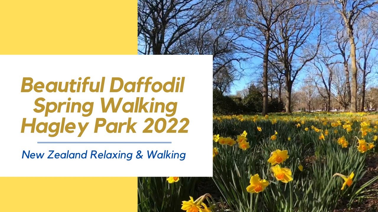 【New Zealand Relaxing & Walking】Beautiful Daffodil Spring Walking ...