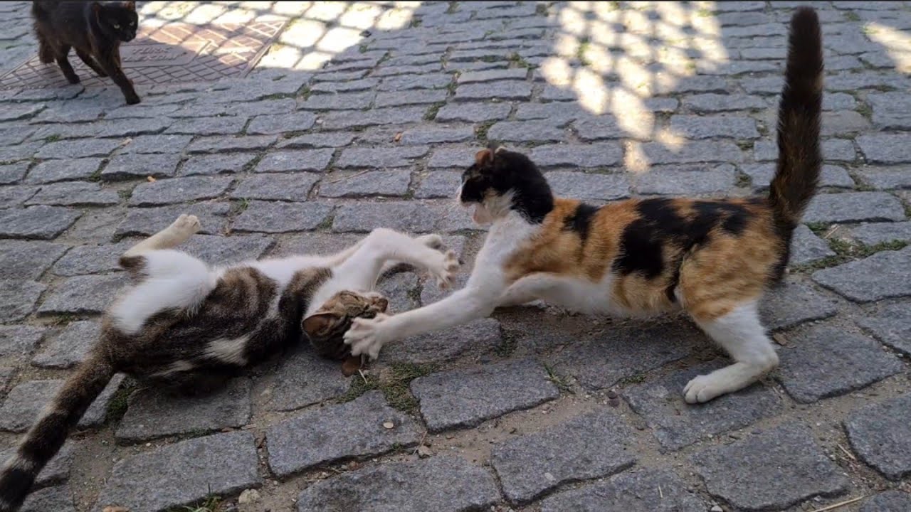 Psycho Brutal Cat who brutally beats other cats. - YouTube