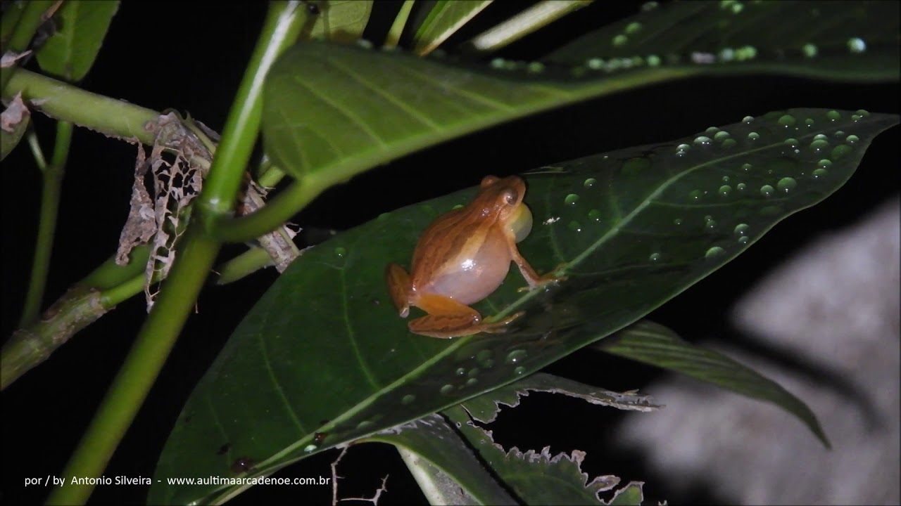 Dendropsophus minutus Puerto Iguazu-AR 10 2019 Antonio Silveira - YouTube