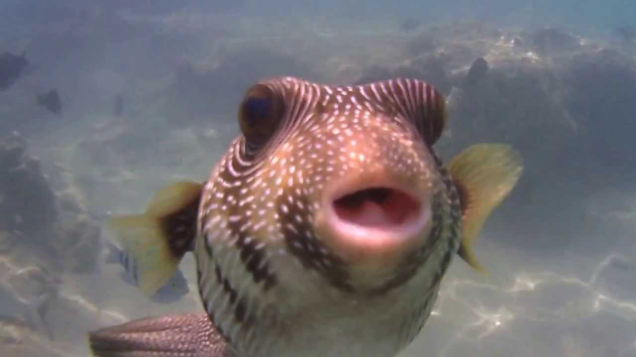 Arothron hispidus (Rozdymka) - YouTube