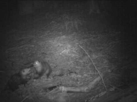 Opossums fighting over food - YouTube