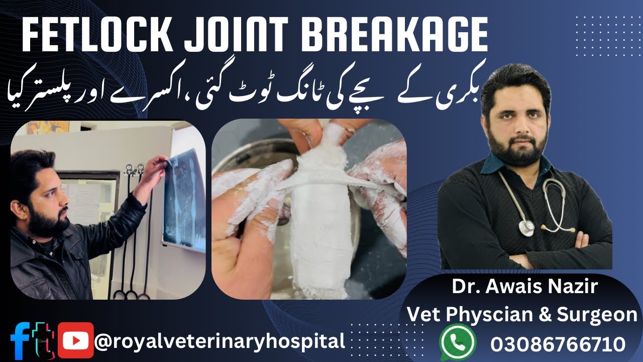 Fetlock joint breakage | Fracture | POP on joint fracture | complete ...