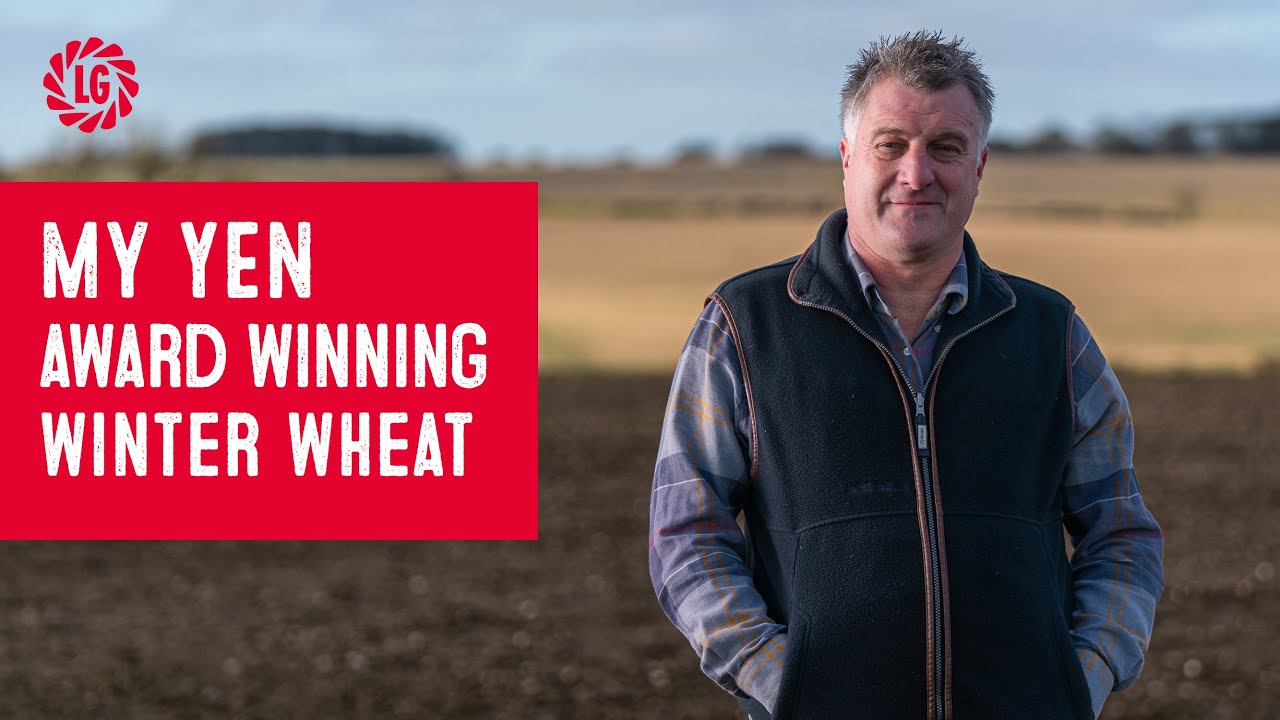 My YEN award winning winter wheat | Grower Mark Stubbs | Louth ...