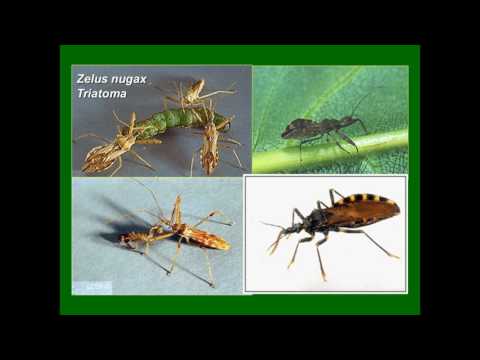 ENTOMOLOGIA "ORDENES DE INSECTOS": ORDEN HEMIPTERA