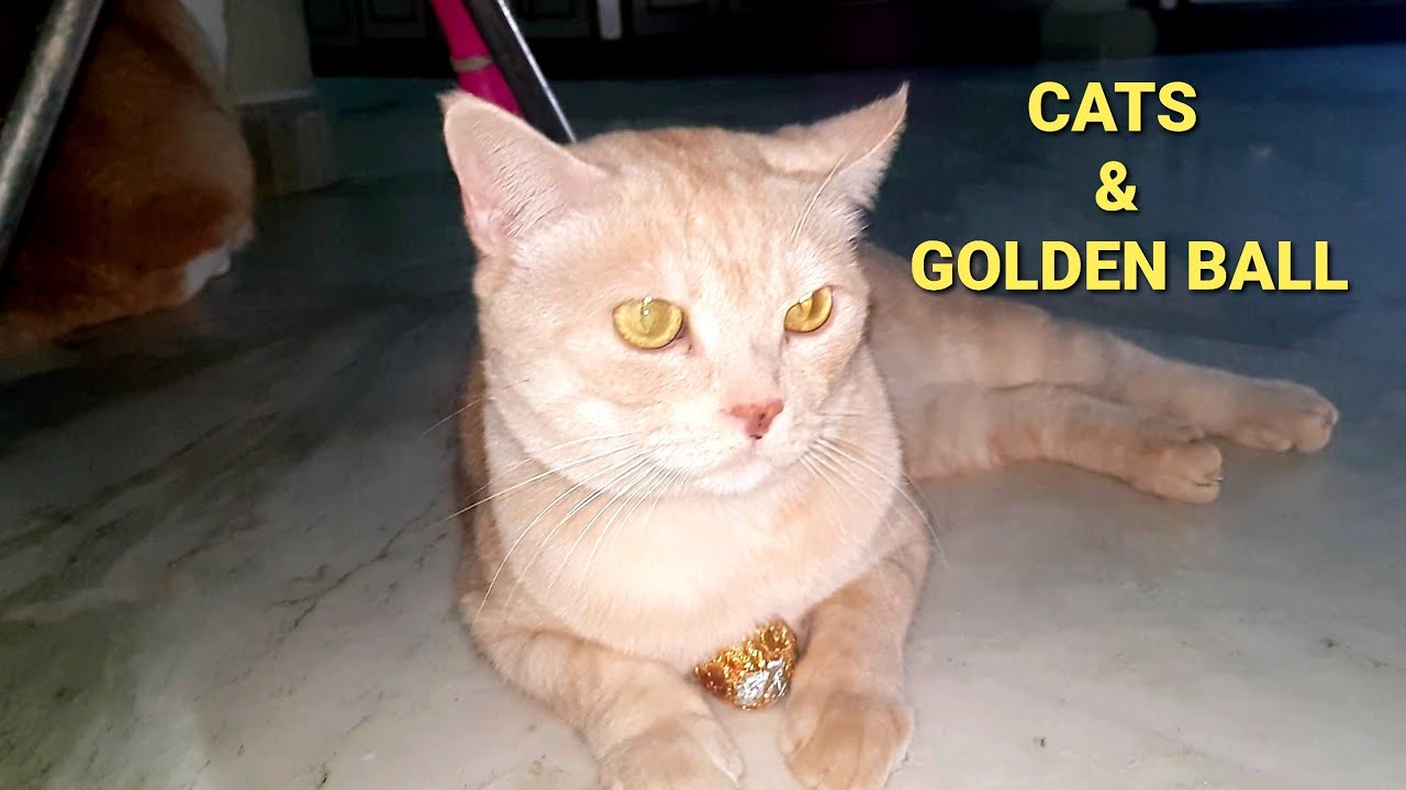 "Cats Going Crazy for Their Golden Ball" - YouTube