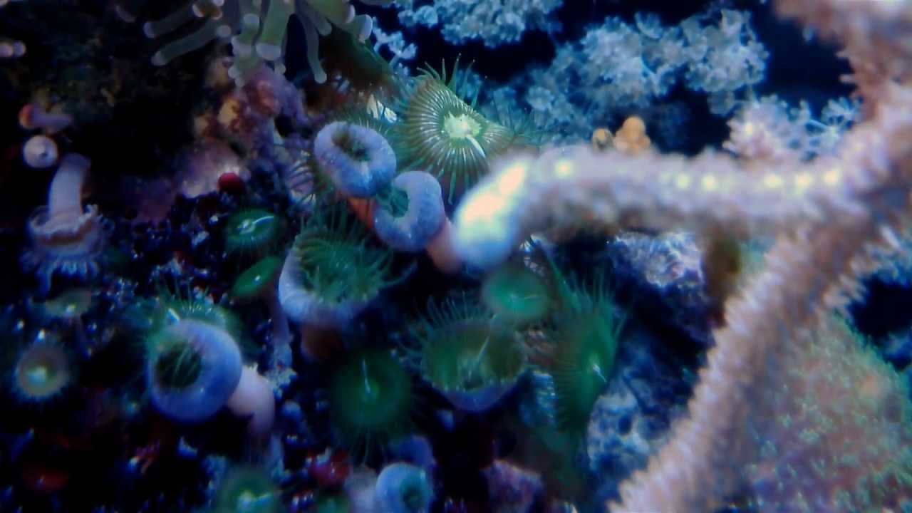 Coral Feeding (Time Lapse) - Green Button Polyps - YouTube