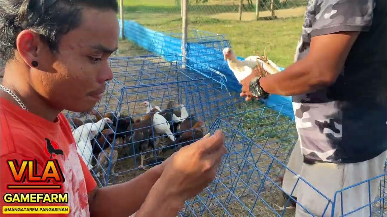 BAKUNA TAYO NG LOCAL AT NATIONAL | VLA GAMEFARM - YouTube