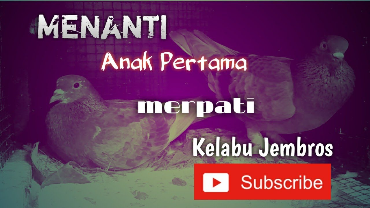 Merpati Jembros klabu manggis - YouTube